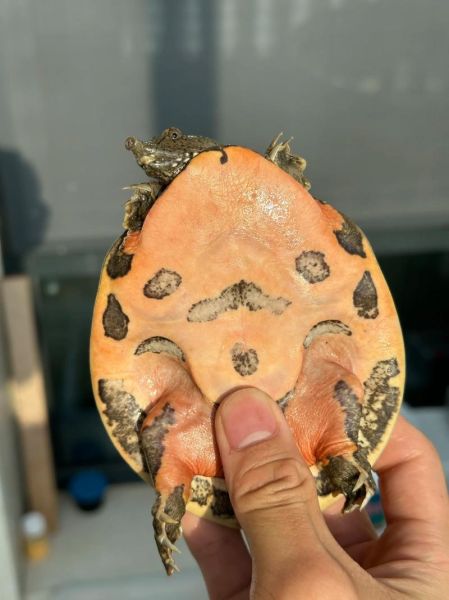 甲鱼苗吃什么食物_甲鱼苗一天喂几次-第2张图片-山城妙识 甲鱼苗吃什么食物_甲鱼苗一天喂几次-第2张图片-山城妙识