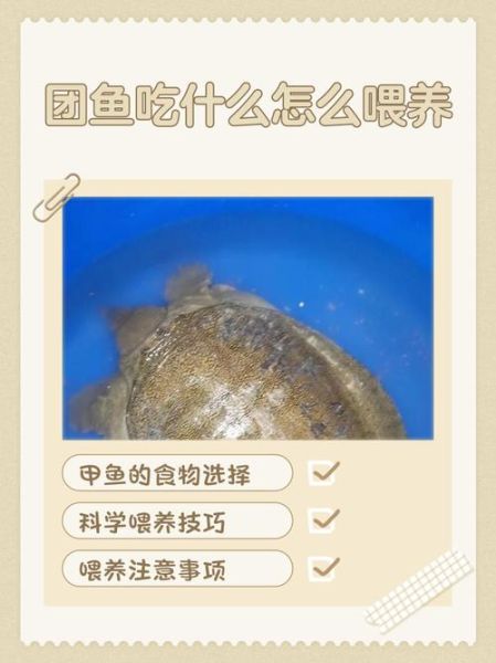 甲鱼苗吃什么食物_甲鱼苗一天喂几次-第1张图片-山城妙识 甲鱼苗吃什么食物_甲鱼苗一天喂几次-第1张图片-山城妙识