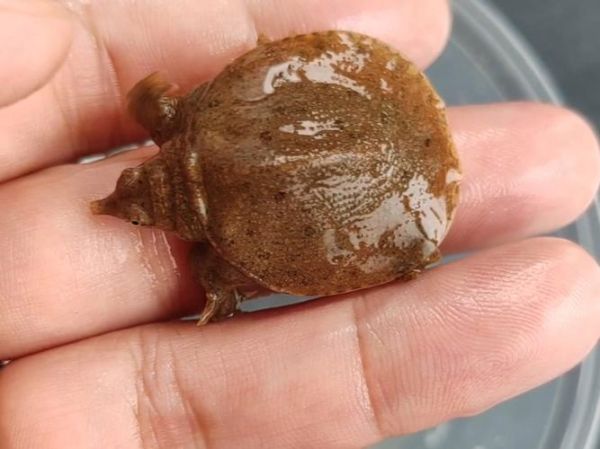 甲鱼苗吃什么食物_甲鱼苗一天喂几次-第3张图片-山城妙识 甲鱼苗吃什么食物_甲鱼苗一天喂几次-第3张图片-山城妙识