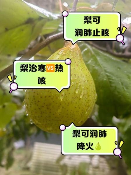 什么梨止咳化痰效果好_雪梨和鸭梨哪个更管用-第1张图片-山城妙识