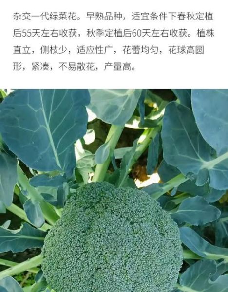 绿花椰菜和西兰花的区别_哪个营养价值更高-第2张图片-山城妙识