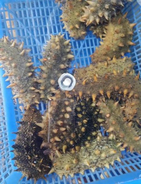 7年海参一斤多少钱_7年海参价格行情-第2张图片-山城妙识