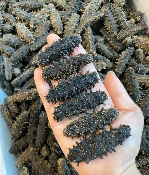 7年海参一斤多少钱_7年海参价格行情-第3张图片-山城妙识