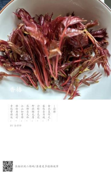 香椿芽的副作用有哪些_哪些人不能吃香椿芽-第3张图片-山城妙识