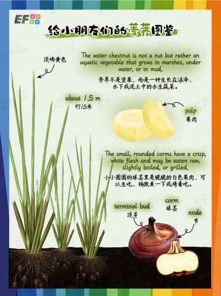 荸荠为什么叫马蹄_马蹄名称由来-第3张图片-山城妙识