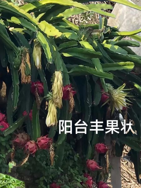 火龙果怎么种植_火龙果生长周期多久-第1张图片-山城妙识