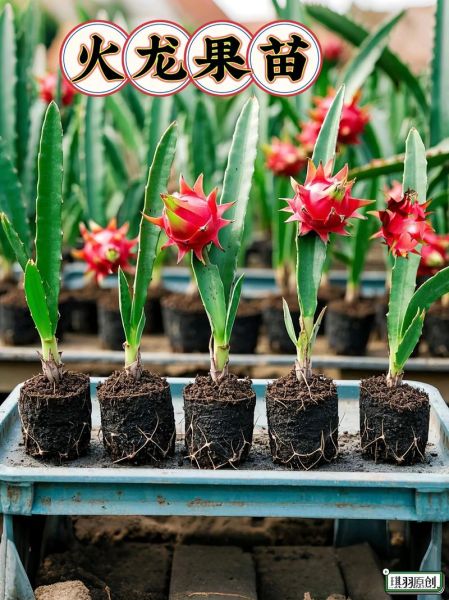 火龙果怎么种植_火龙果生长周期多久-第2张图片-山城妙识