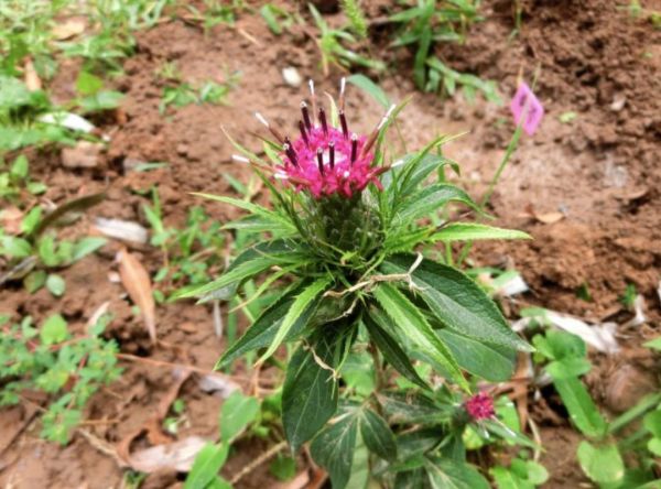 白术图片大全大图_白术长什么样-第1张图片-山城妙识