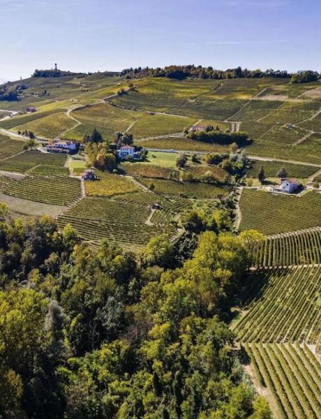 白松露菌的功效与作用_白松露菌多少钱一斤-第3张图片-山城妙识