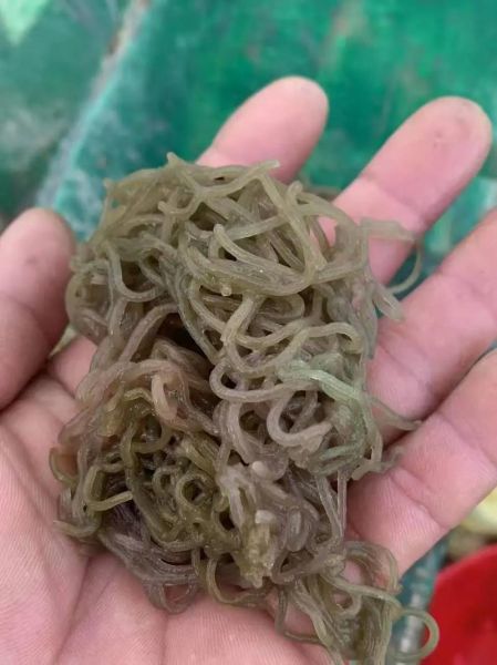 海菜粉是什么_海菜粉怎么用-第1张图片-山城妙识