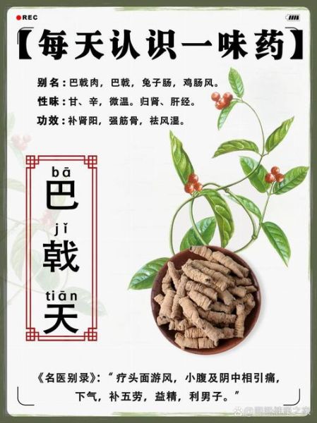 巴戟天的功效与作用及禁忌症_适合什么人吃-第1张图片-山城妙识