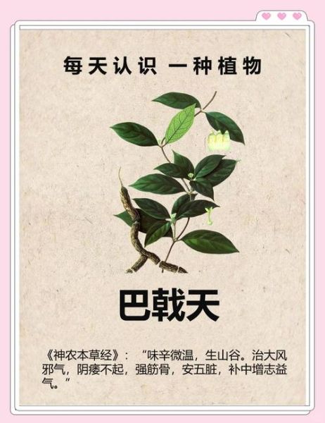 巴戟天的功效与作用及禁忌症_适合什么人吃-第3张图片-山城妙识