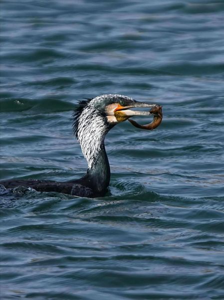 鸬鹚怎么读_鸬鹚捕鱼原理是什么-第2张图片-山城妙识