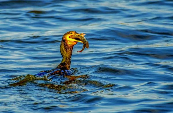 鸬鹚怎么读_鸬鹚捕鱼原理是什么-第1张图片-山城妙识