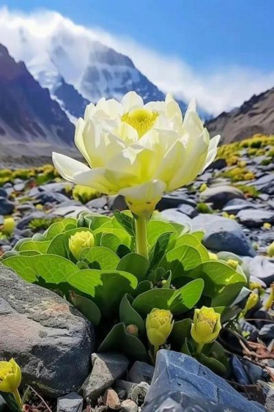 干雪莲花怎么吃_干雪莲花泡酒还是泡水好-第1张图片-山城妙识