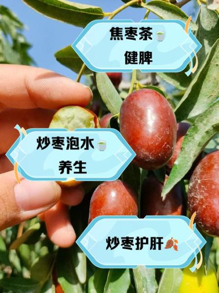 炒红枣的正确方法_红枣炒焦了还能吃吗-第2张图片-山城妙识 炒红枣的正确方法_红枣炒焦了还能吃吗-第2张图片-山城妙识