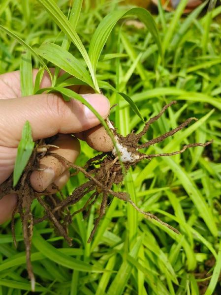 白芨长什么样_白芨图片怎么鉴别真假-第3张图片-山城妙识
