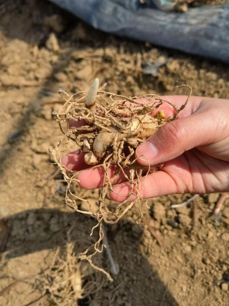 白芨长什么样_白芨图片怎么鉴别真假-第2张图片-山城妙识