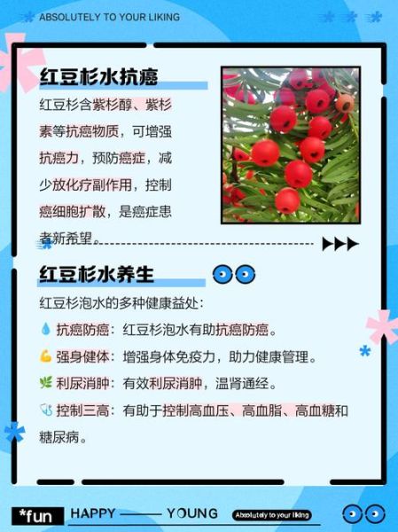 红豆杉树干泡酒的功效_红豆杉泡酒有什么禁忌-第2张图片-山城妙识 红豆杉树干泡酒的功效_红豆杉泡酒有什么禁忌-第2张图片-山城妙识