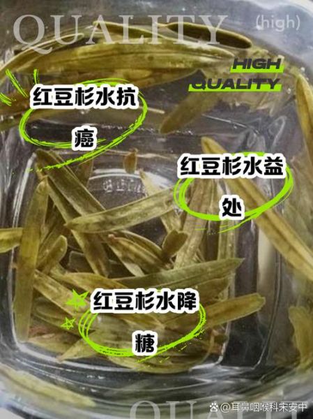 红豆杉树干泡酒的功效_红豆杉泡酒有什么禁忌-第3张图片-山城妙识 红豆杉树干泡酒的功效_红豆杉泡酒有什么禁忌-第3张图片-山城妙识
