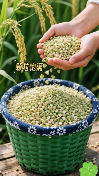 荞麦粥的功效与作用_荞麦粥能降血糖吗-第2张图片-山城妙识 荞麦粥的功效与作用_荞麦粥能降血糖吗-第2张图片-山城妙识