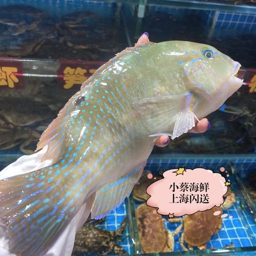 苏眉鱼和青衣鱼的区别_怎么区分苏眉青衣-第1张图片-山城妙识