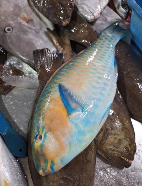 苏眉鱼和青衣鱼的区别_怎么区分苏眉青衣-第2张图片-山城妙识