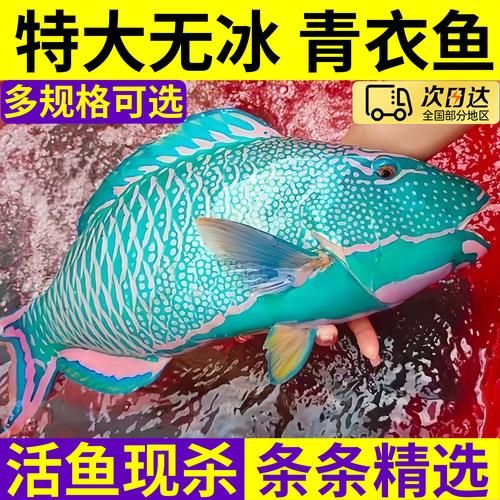 苏眉鱼和青衣鱼的区别_怎么区分苏眉青衣-第3张图片-山城妙识