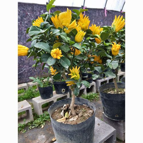 金华佛手是什么_金华佛手怎么种植-第3张图片-山城妙识 金华佛手是什么_金华佛手怎么种植-第3张图片-山城妙识