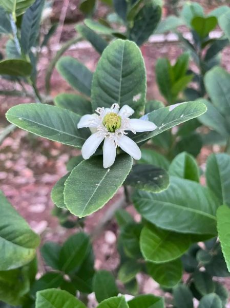 金华佛手是什么_金华佛手怎么种植-第1张图片-山城妙识 金华佛手是什么_金华佛手怎么种植-第1张图片-山城妙识