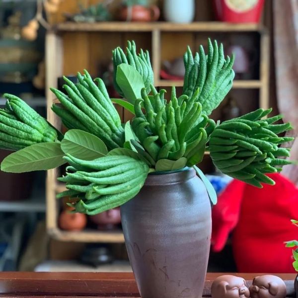 金华佛手是什么_金华佛手怎么种植-第2张图片-山城妙识 金华佛手是什么_金华佛手怎么种植-第2张图片-山城妙识