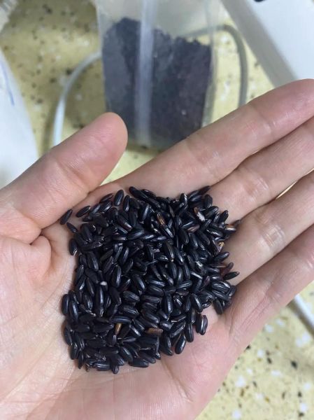 黑米怎么做好吃_黑米做法大全-第1张图片-山城妙识 黑米怎么做好吃_黑米做法大全-第1张图片-山城妙识