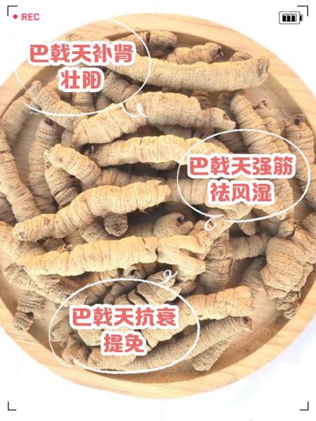 盐巴戟天的功效与作用_盐巴戟天怎么服用-第1张图片-山城妙识