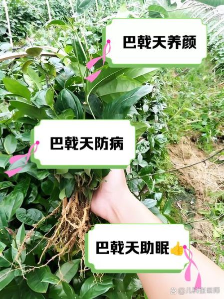 盐巴戟天的功效与作用_盐巴戟天怎么服用-第3张图片-山城妙识