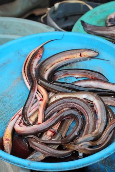 长鱼和黄鳝一样吗_长鱼和黄鳝的区别-第3张图片-山城妙识