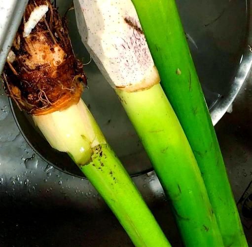 芋梗图片_芋梗长什么样-第1张图片-山城妙识