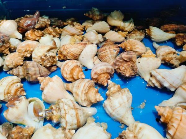 香螺都能吃吗_香螺哪些部位不能吃-第1张图片-山城妙识 香螺都能吃吗_香螺哪些部位不能吃-第1张图片-山城妙识