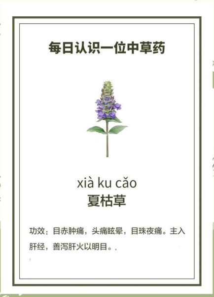 夏枯草致癌是真的吗_夏枯草为什么有致癌风险-第3张图片-山城妙识