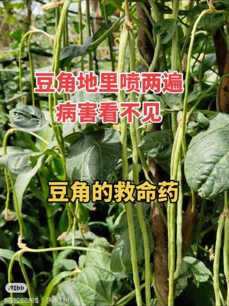 豆角中毒症状怎么解毒_吃了豆角中毒怎么办-第3张图片-山城妙识