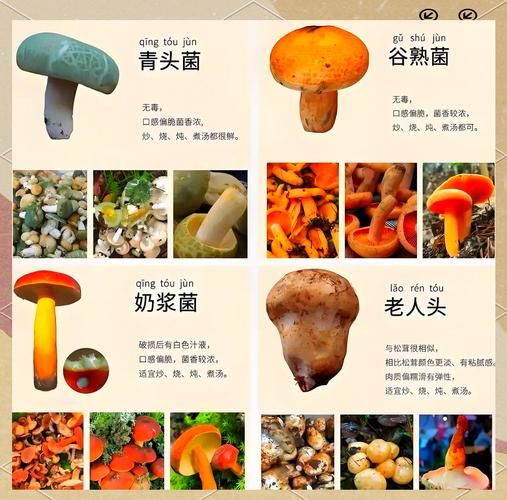 蘑菇图片大全大图_如何识别可食用蘑菇-第2张图片-山城妙识