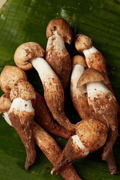 鸡枞菌图片怎么拍好看_鸡枞菌高清图欣赏技巧-第1张图片-山城妙识