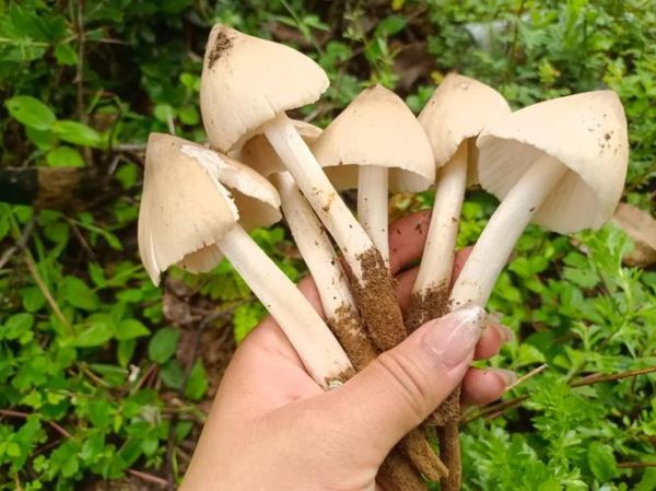 鸡枞菌图片怎么拍好看_鸡枞菌高清图欣赏技巧-第2张图片-山城妙识