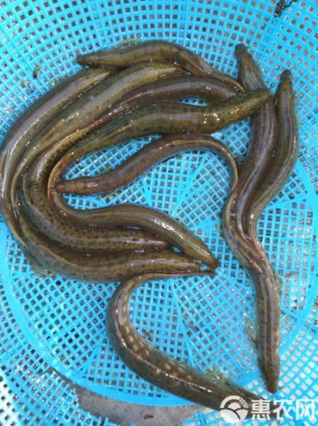 泥鳅多少钱一斤2020_泥鳅价格走势-第3张图片-山城妙识 泥鳅多少钱一斤2020_泥鳅价格走势-第3张图片-山城妙识