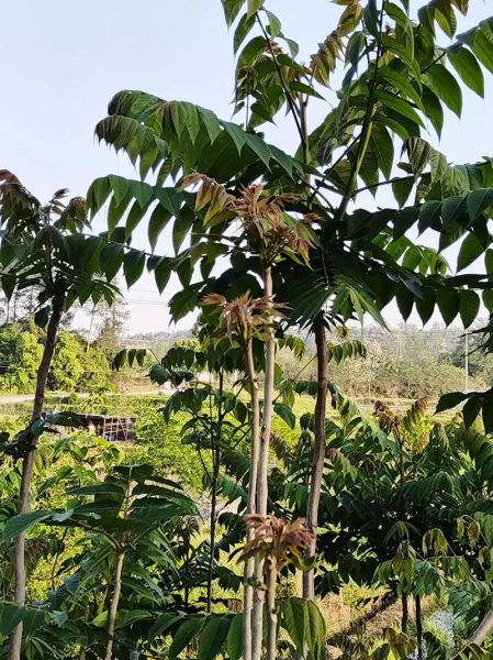 家里为什么不种香椿树_香椿树风水禁忌-第1张图片-山城妙识