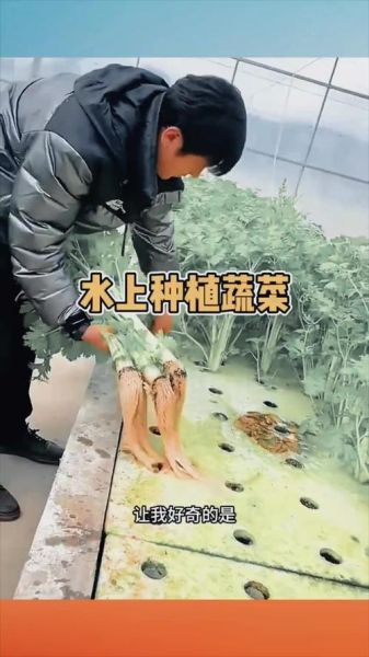 水芹菜怎么种_水芹菜种植技术视频-第2张图片-山城妙识