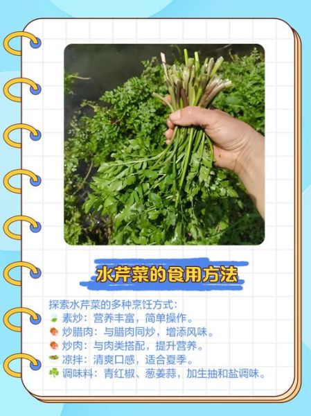 水芹菜怎么种_水芹菜种植技术视频-第3张图片-山城妙识