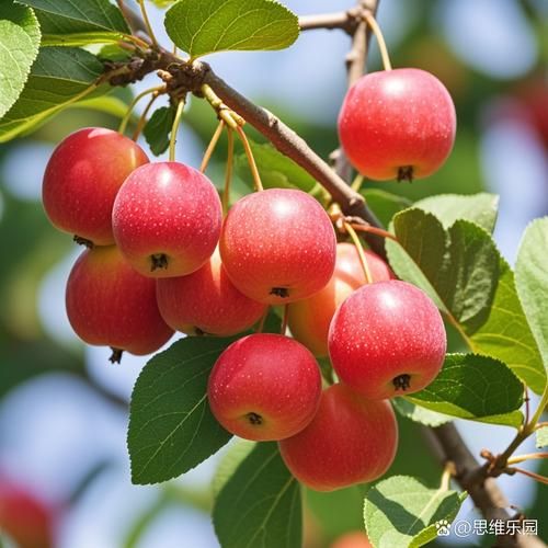 花红果和海棠果的区别_哪个更甜更好吃-第3张图片-山城妙识