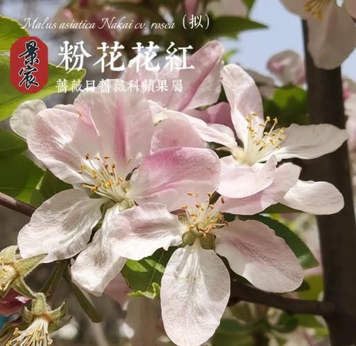 花红果和海棠果的区别_哪个更甜更好吃-第2张图片-山城妙识