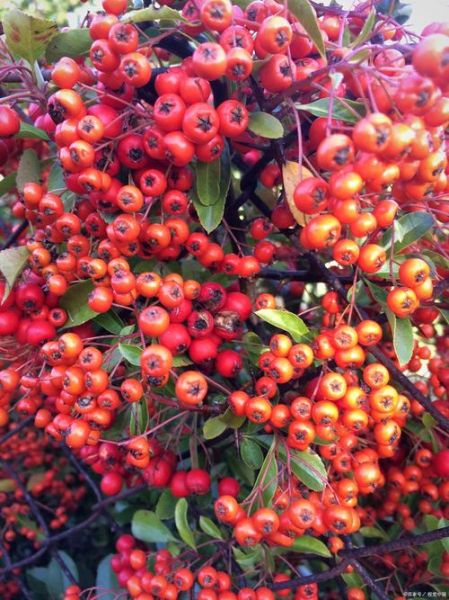 花红果和海棠果的区别_哪个更甜更好吃-第1张图片-山城妙识