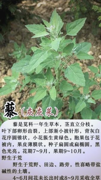 灰灰菜的功效与作用_灰灰菜怎么吃最好-第1张图片-山城妙识